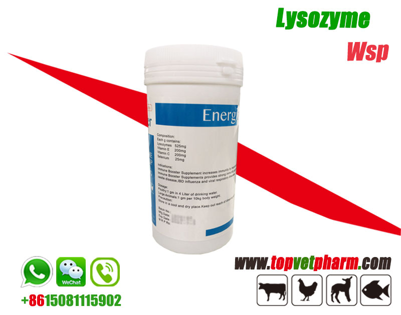 Poultry Growth Promoter Lysozyme Lysozyme Multivitamins Powder