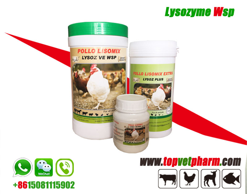 Lysozyme Ve Powder Poultry Feed Supplement