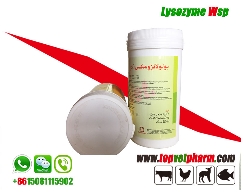 Lysozyme Ve Powder Poultry Feed Supplement