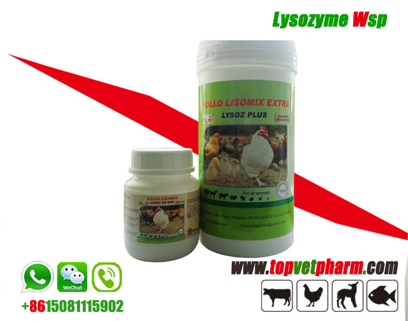 Lysozyme Ve Powder Poultry Feed Supplement