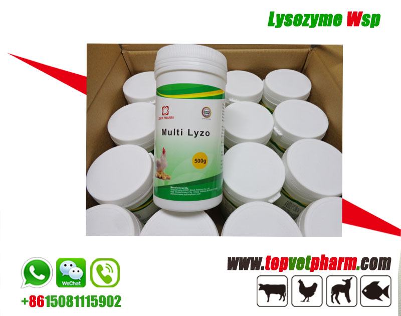 الليزوزيم فيتامين E مسحوق Lysozyme Vitamin E Powder