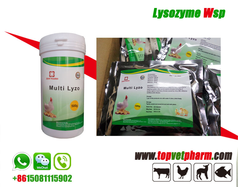 الليزوزيم فيتامين E مسحوق Lysozyme Vitamin E Powder
