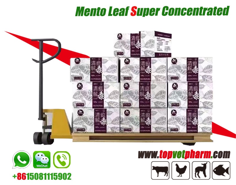 Poultry Flock Respiratory Diseases Increased Mucus Secretion ...